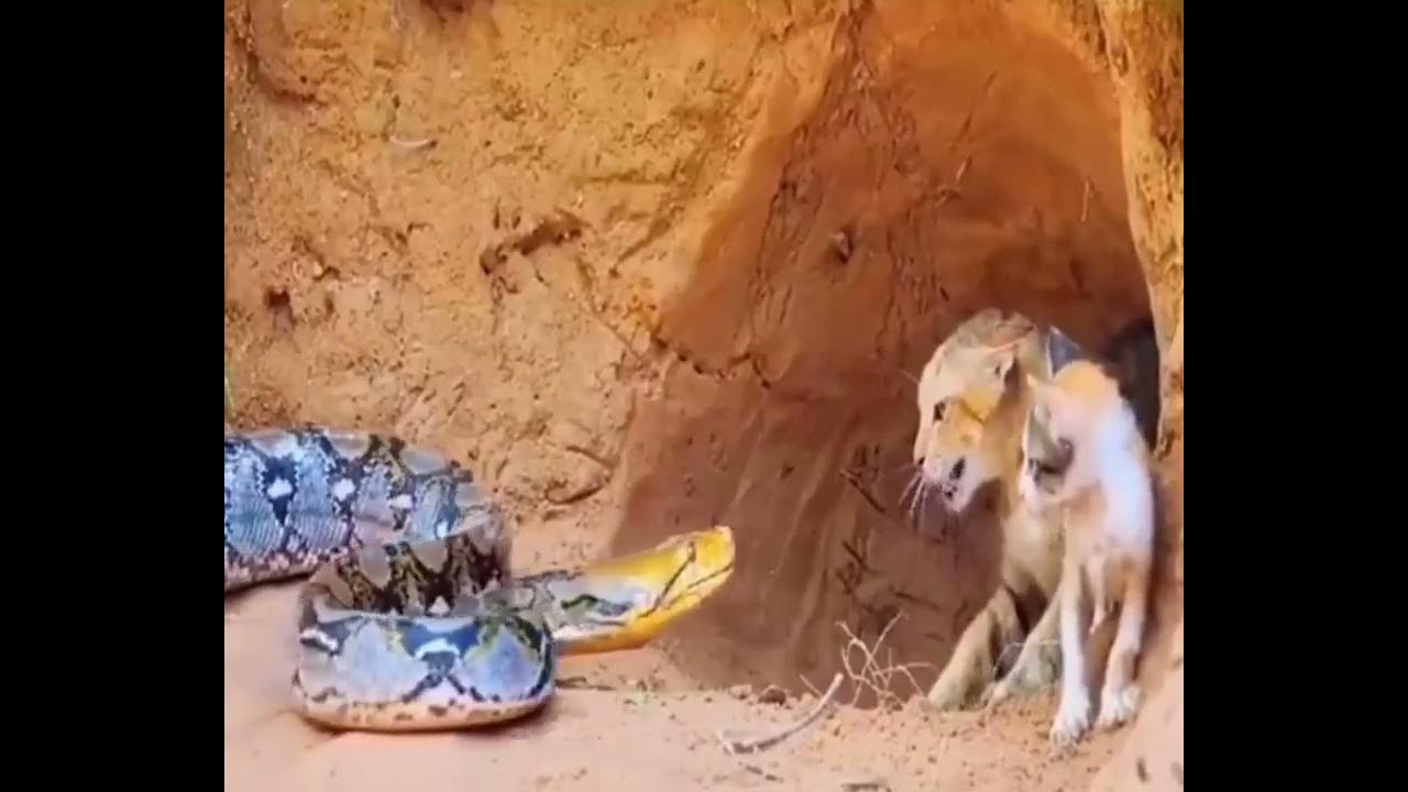 Snake vs Cat: The Ultimate Showdown! (You won't believe the ending!) #shorts #shortsviral - YouTube
