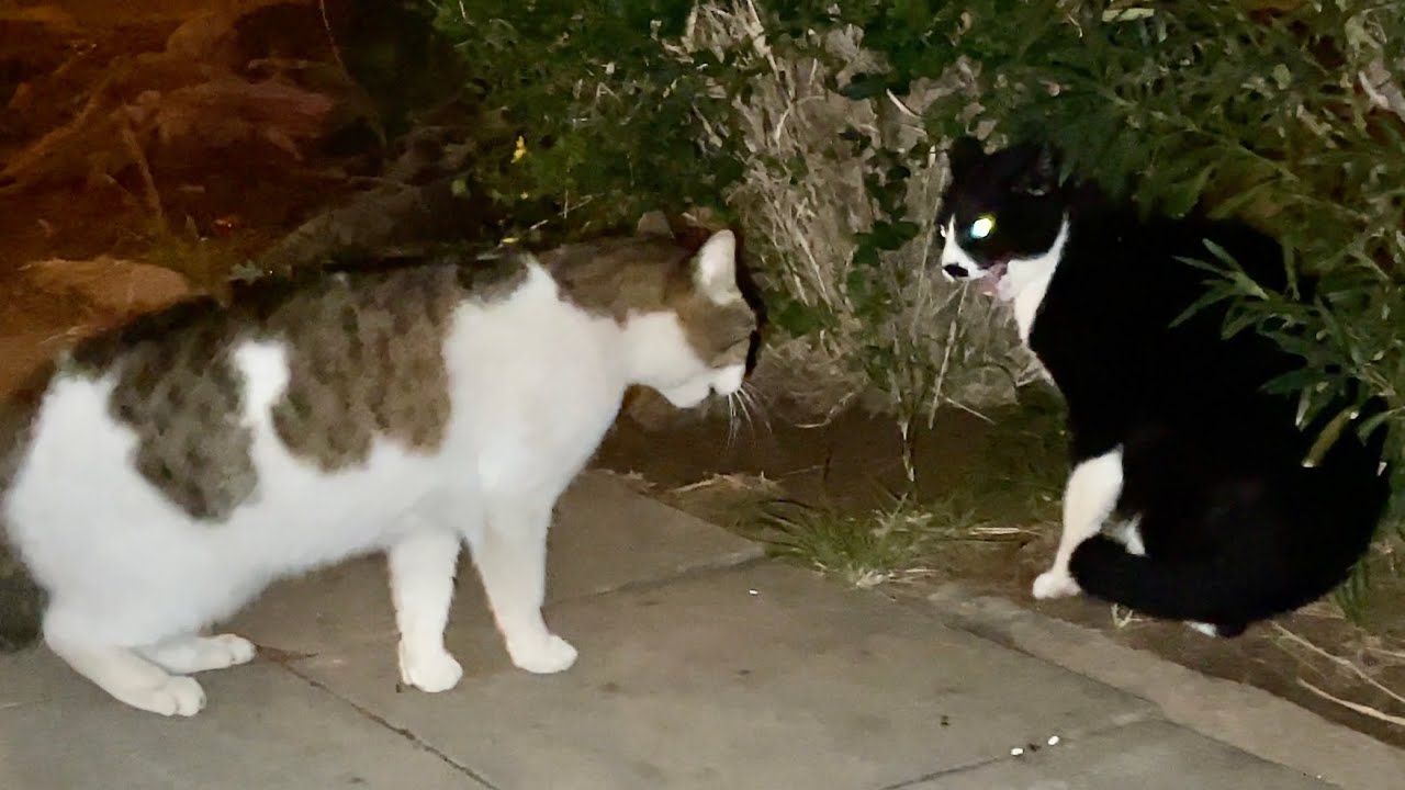 What Cats Do At Night | Vasil the cat against Kitler - YouTube