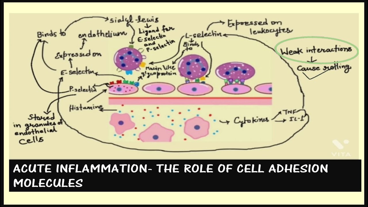ROLE OF CELL ADHESION MOLECULES IN INFLAMMATION - YouTube