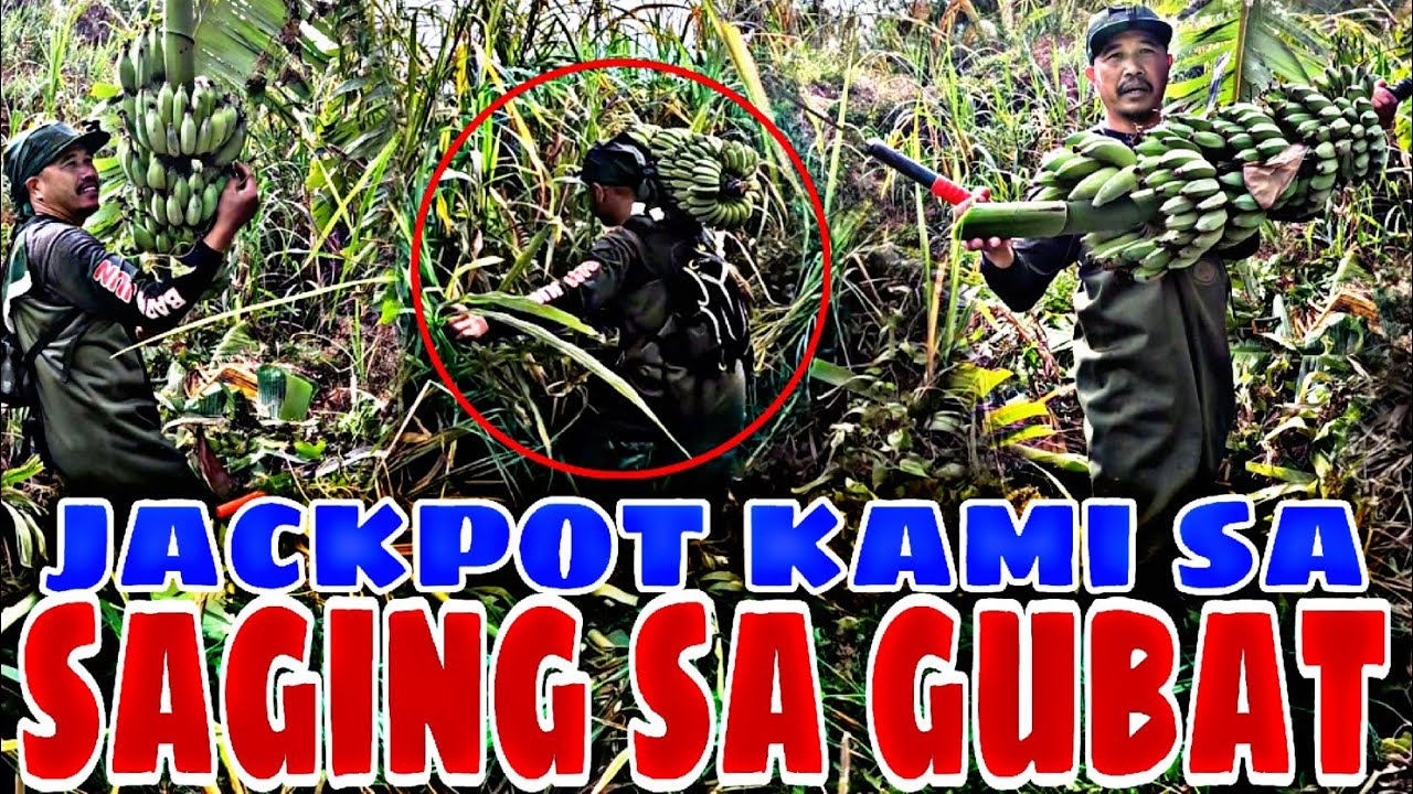 PINASOK NAMIN ANG MASUKAL NA GUBAT PARA SA LIGAW NA SAGING( WILD BANANA ...