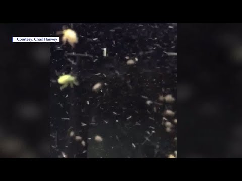 Why Do Stink Bugs Swarm