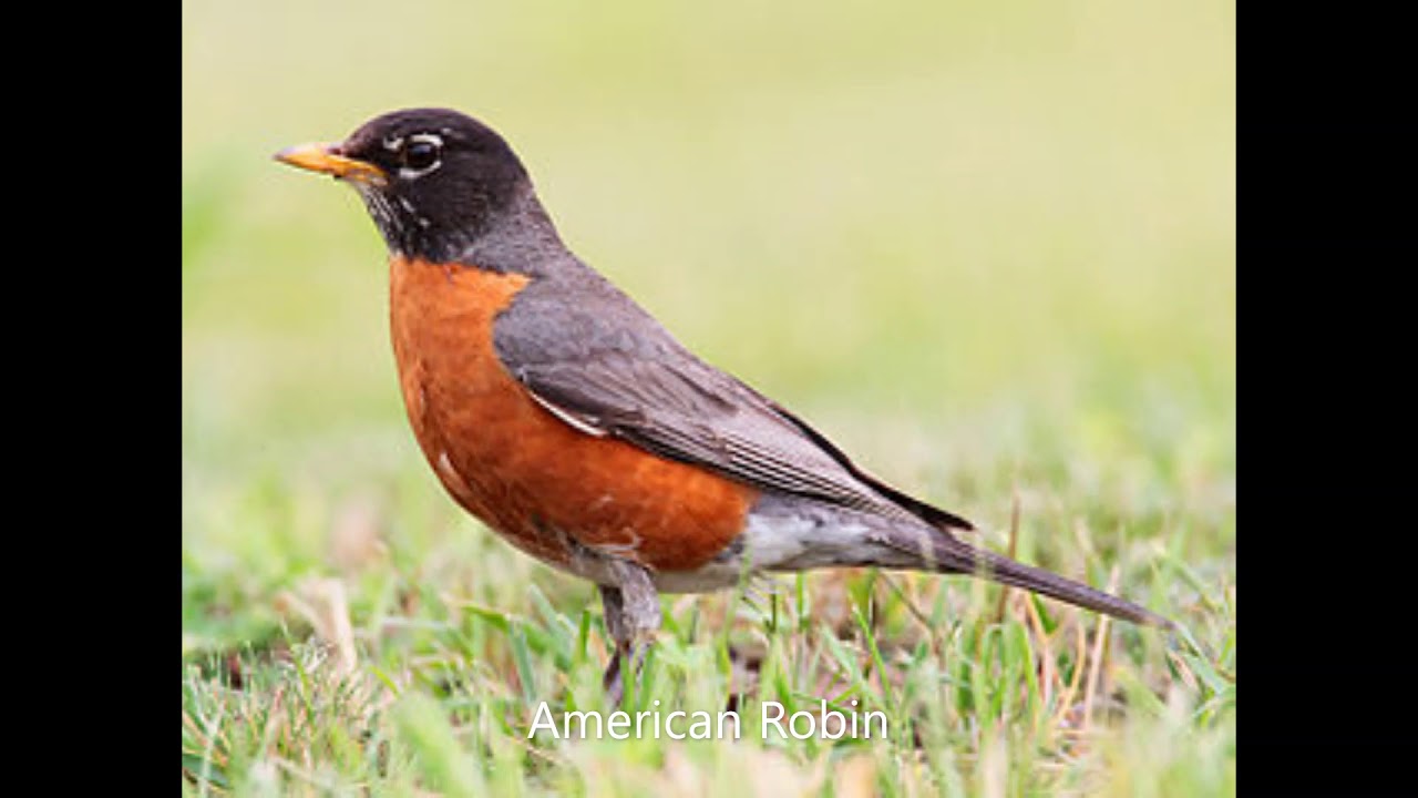 American Robin Song - YouTube
