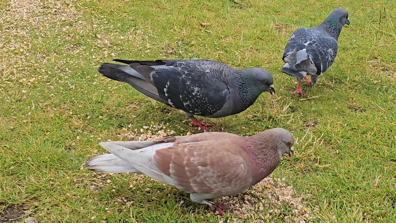 Feeding Pigeons in Edinburgh City Centre, Scotland 🤍🕊️ - YouTube