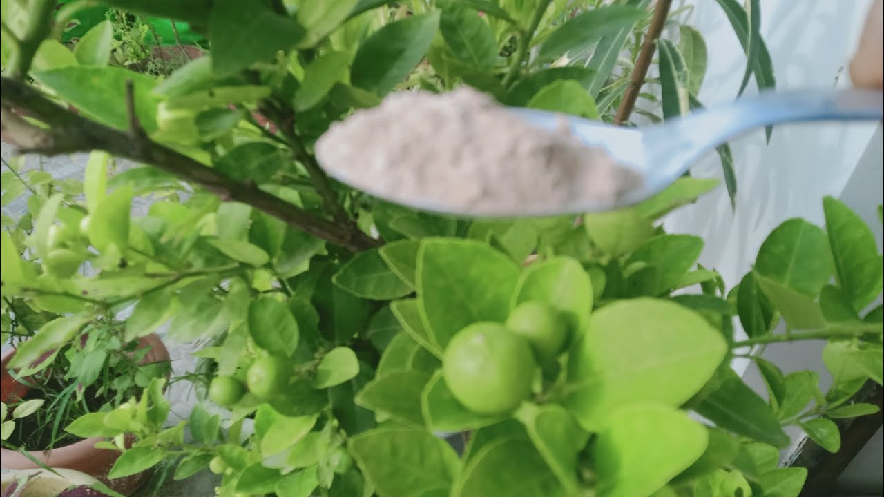 iss safed chiz ko dalte hi aayega phool aur lemon #care of lemon #plant ...