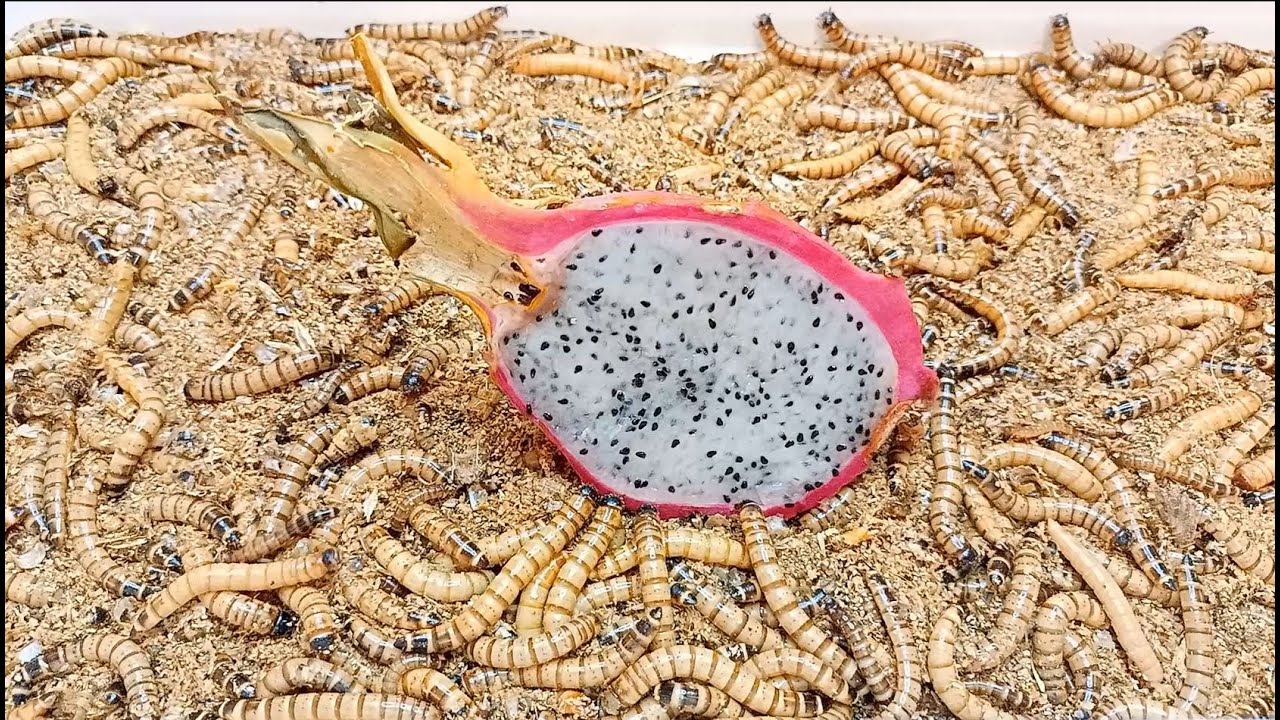 1000 mealworms vs dragon fruit. experiment with insects. timelapse ...
