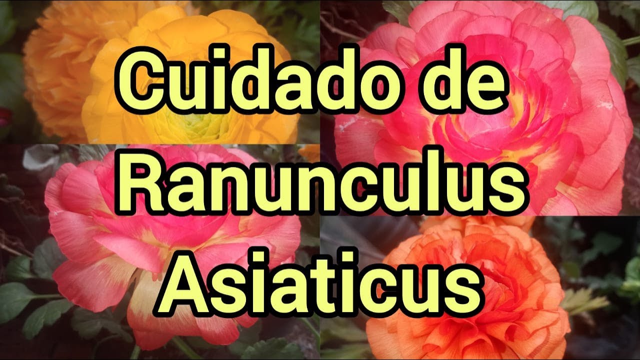 Como cuidar la planta Marimonia/Ranunculus #marimonia #ranunculus # ...