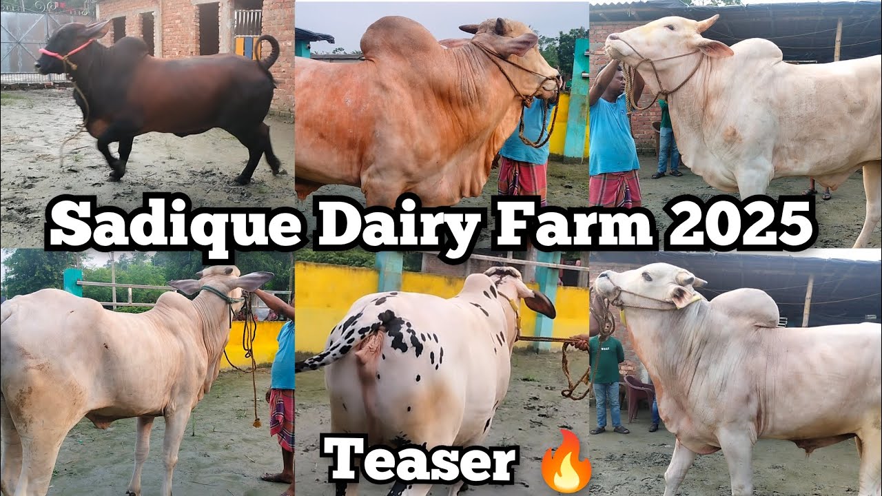 🔥 SADIQUE DAIRY FARM 🔥 2025 COWS & OX COLLECTION [TEASER VIDEO] - YouTube