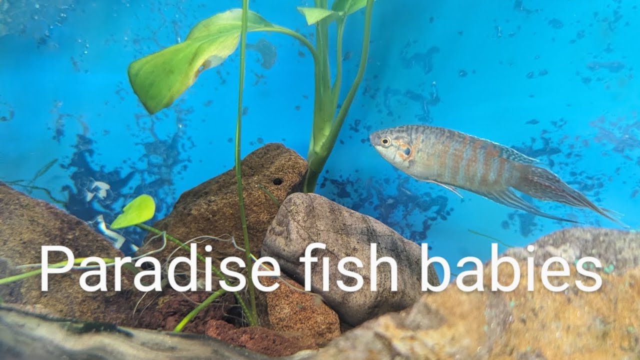 Paradise fish having babies. so excited #fish - YouTube