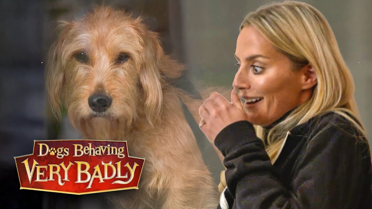 Owner SHOCKED by Her Dog’s Incredible Transformation | Dogs Behaving ...