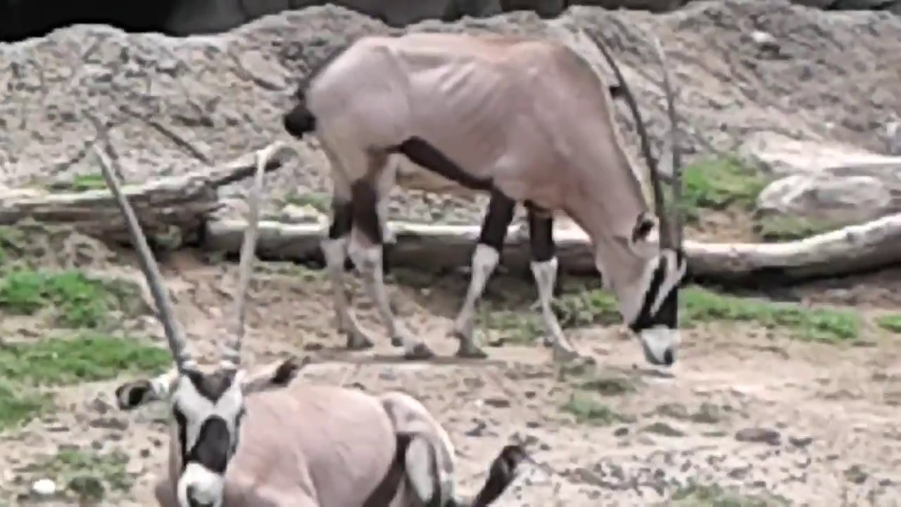 Alce Blanco - YouTube