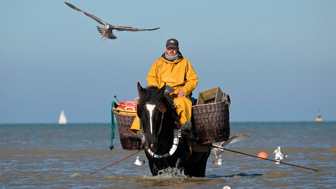 Tourism keeps traditional horseback shrimp fishing alive on Belgian ...