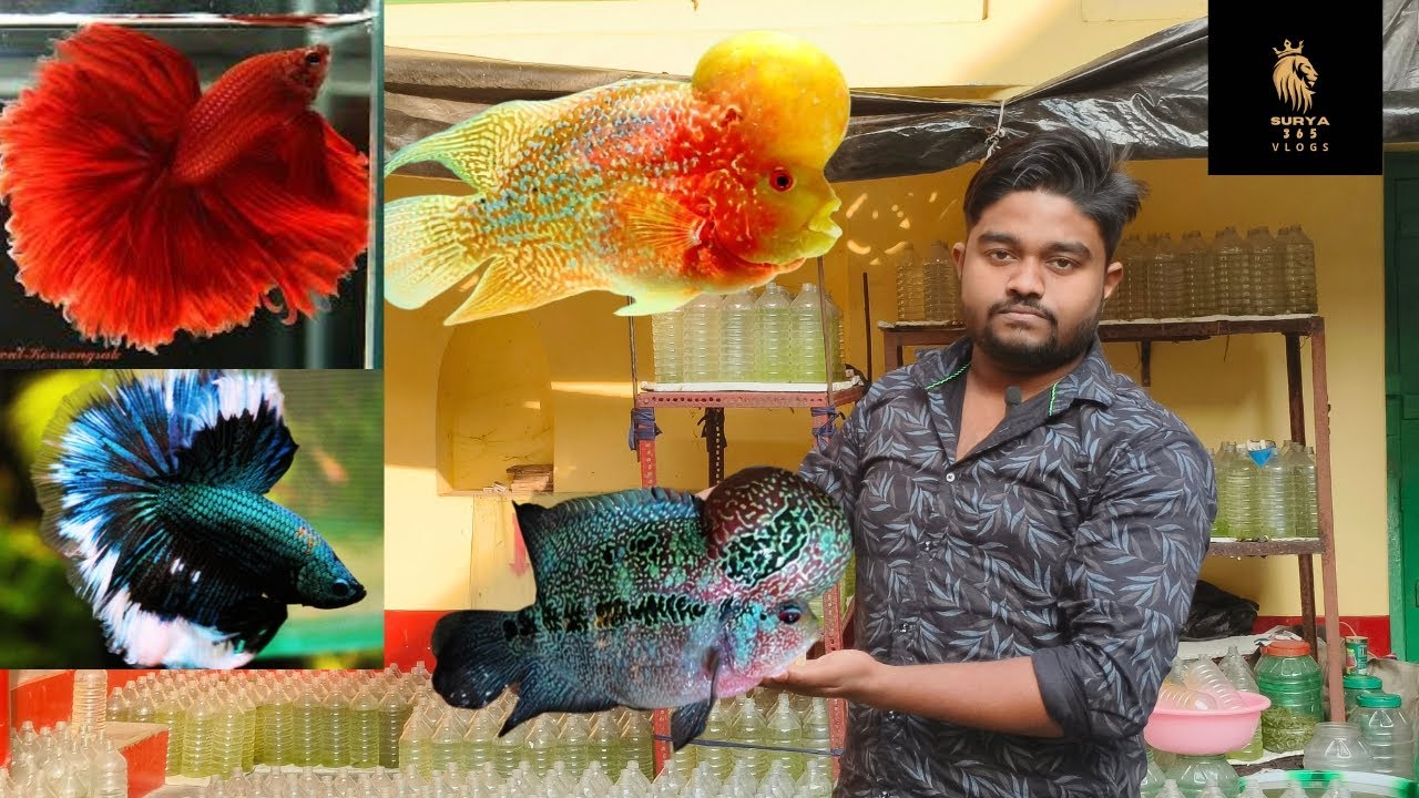 5 Shocking Things About Flowerhorn farm Kolkata and betta#betta #flowerhorn - YouTube