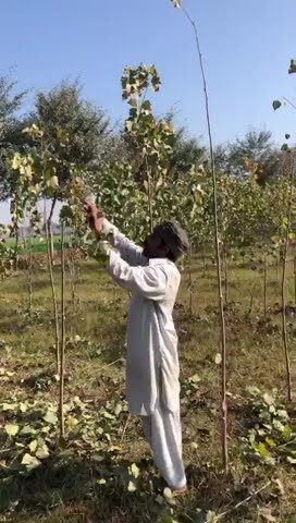 poplar tree cutting - YouTube