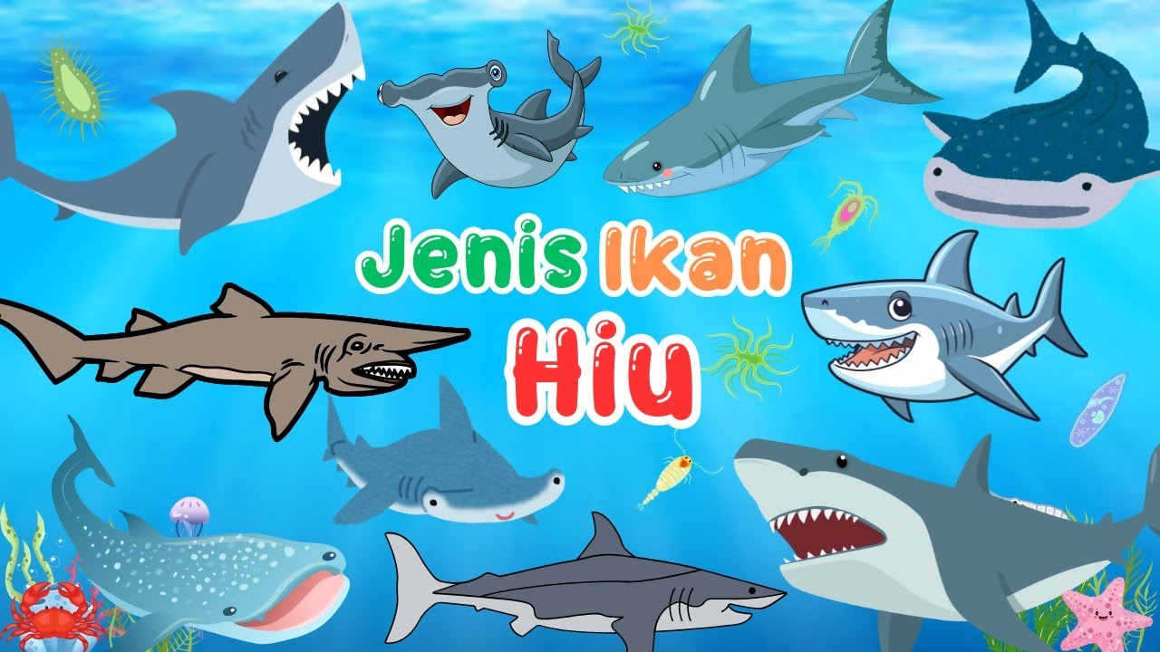 Belajar Mengenal Nama Hewan Laut | Jenis Jenis Hiu | Shark | Sea ...