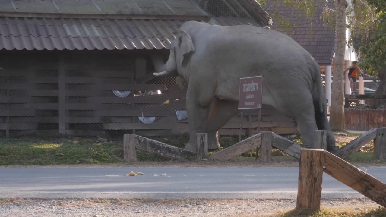 Wild Bull Elephant in Musth, Khao Yai National Park, Thailand. Part2 ...