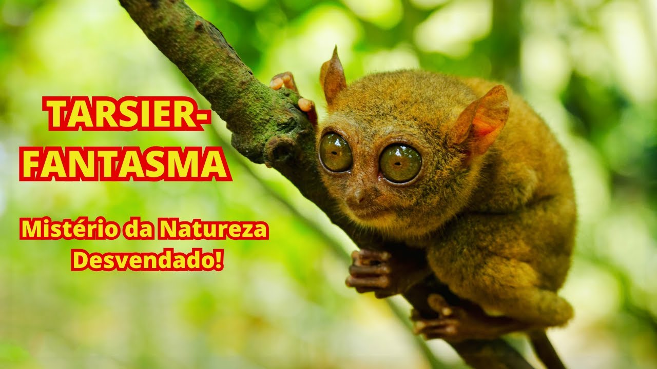 O Tarsier Fantasma Mistério da Natureza Desvendado! - YouTube