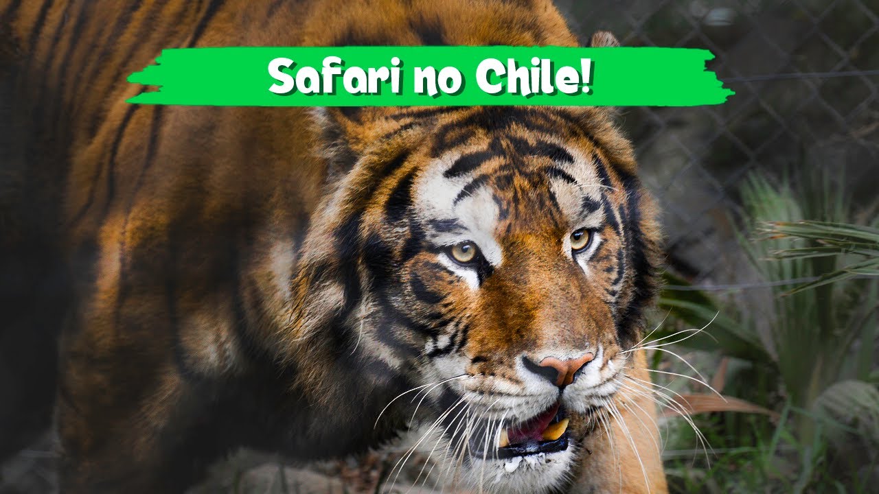 Safari no Chile? Veja como é o incrível Safari de Rancagua pertinho de ...