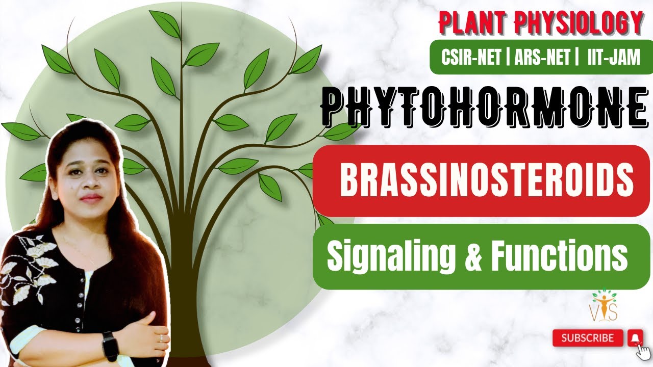 Plant Hormone Brassinosteroids | Discovery | Signaling | Function ...