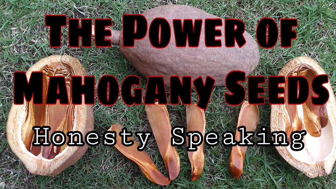 Effects and Benefits of Mahogany Seeds | Honesty Speaking - YouTube