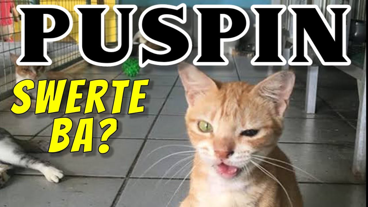 Kagandahan Ng Pag-aalaga Ng Puspin o Pusang Pinoy - YouTube