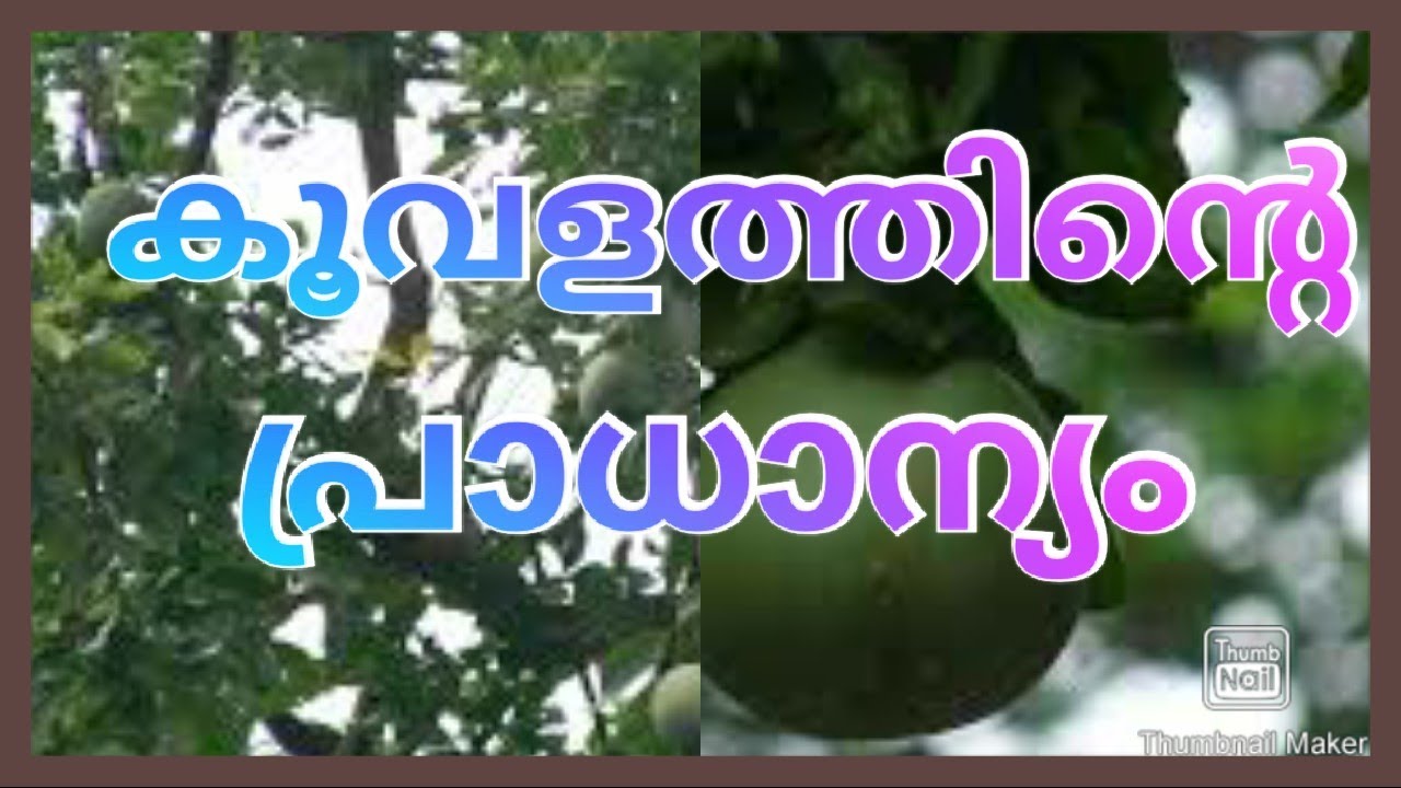 Importance of Koovalam. കൂവളത്തിന്റെ പ്രാധാന്യം - YouTube