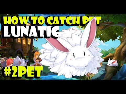 Lunatic! How to Catch Pet! - Ragnarok Eternal Love Mobile - YouTube