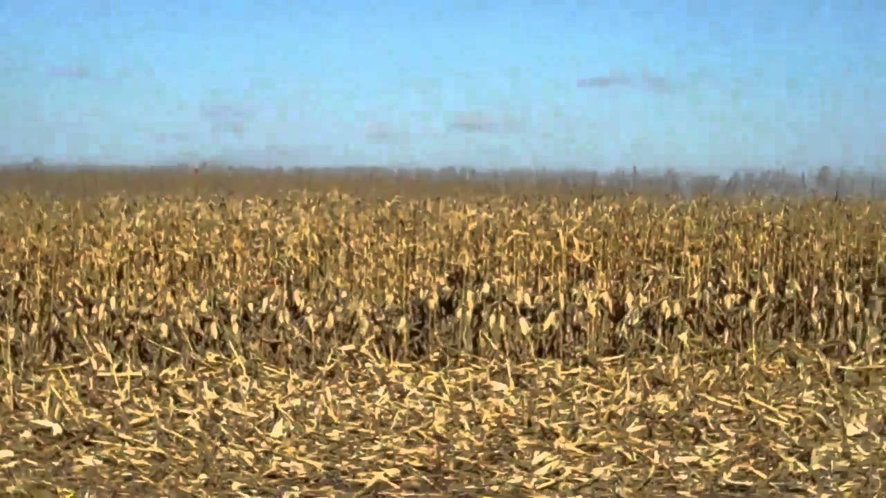 Day 2 - Pheasant Nest by Ed Lynch and Rob Hehmeyer - YouTube