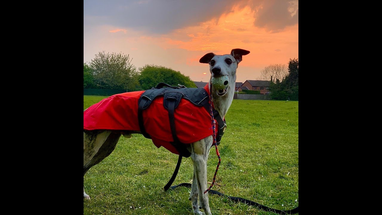 Morning Whippet Time - YouTube