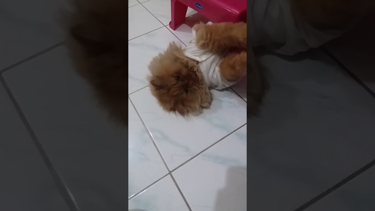 Charlie and his annoying hooman - YouTube