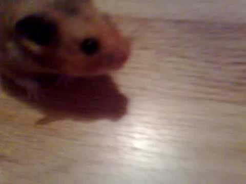 My hamster getting crushed - YouTube