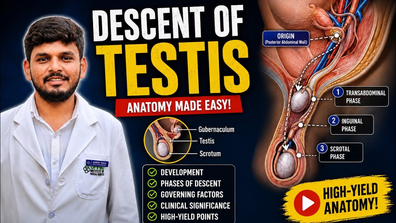 Descent of Testis & Cryptorchidism | High-Yield Embryology for MBBS ...