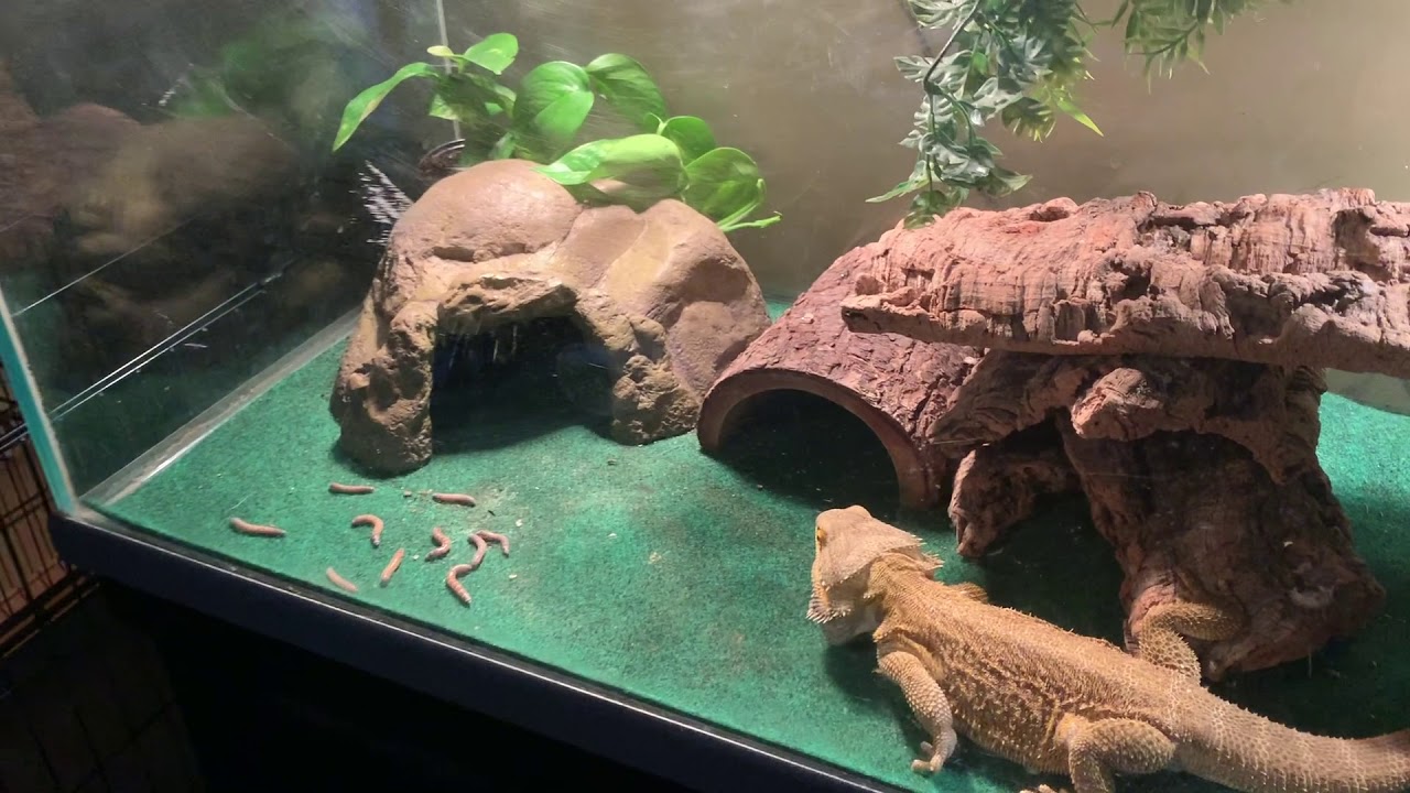 Toothless the Bearded Dragon gets fed. Presented by HobbyDad - YouTube