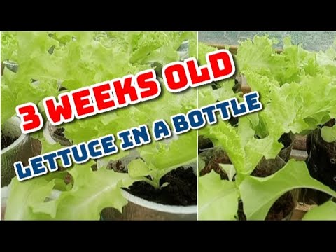 3 WEEKS OLD/LETTUCE UPDATE. - YouTube