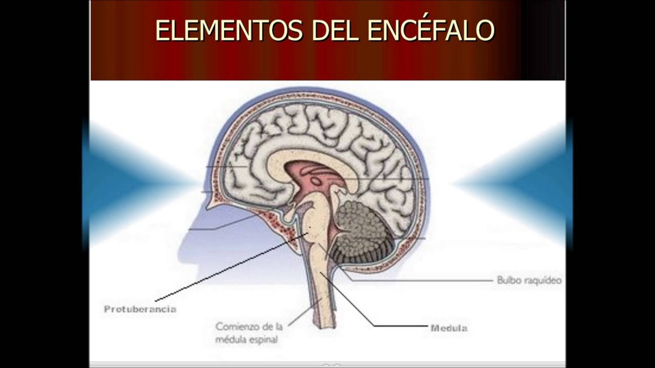ENCEFALO VIDEO - YouTube