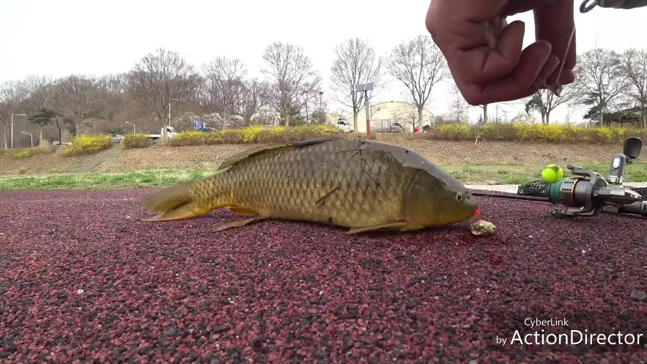 루어낚시로 잉어잡는방법 Catch carp with lure fishing. - YouTube