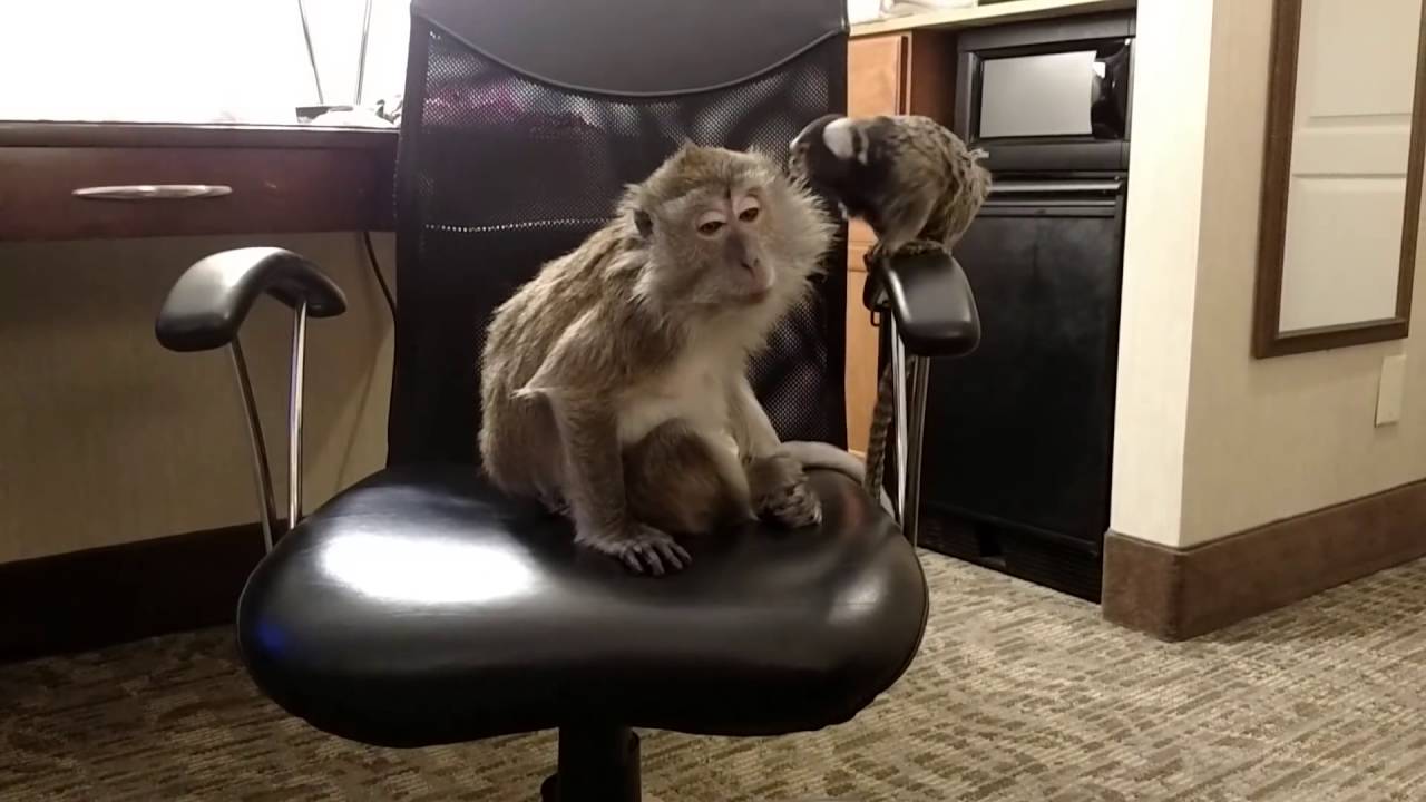 A Java Macaque and a Marmoset having a playdate - YouTube