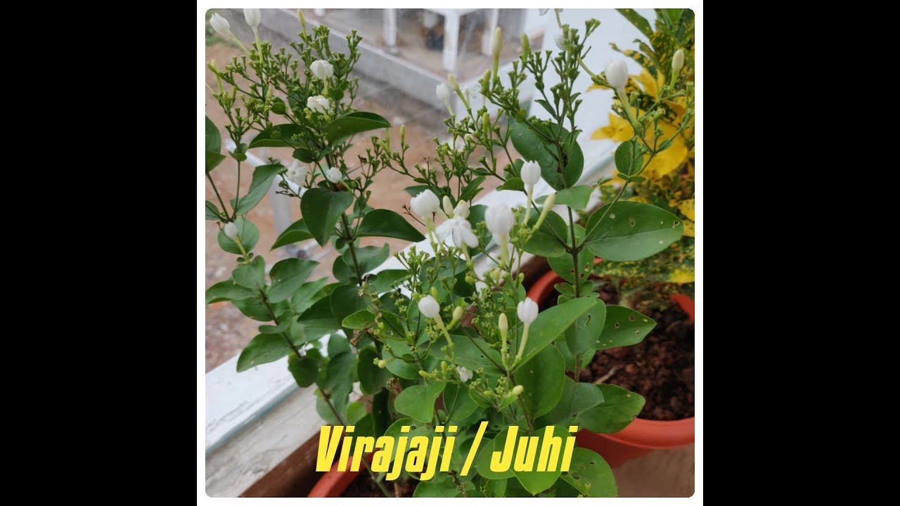 Ekkuva #Virajaji Puvvulu Ravalante? Virajaji #telugu How to grow more ...