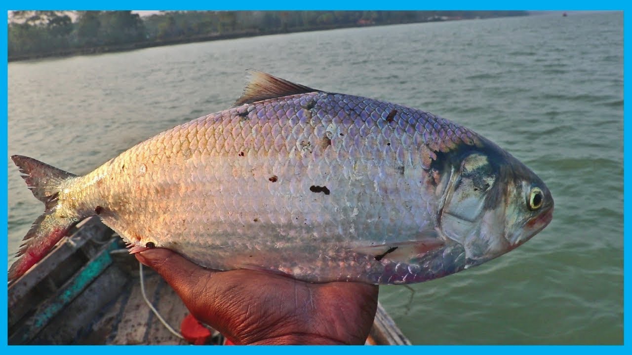 Hilsa (ilish) Fish Catching Live in Deep River (Part 13) - (Season 2 ...