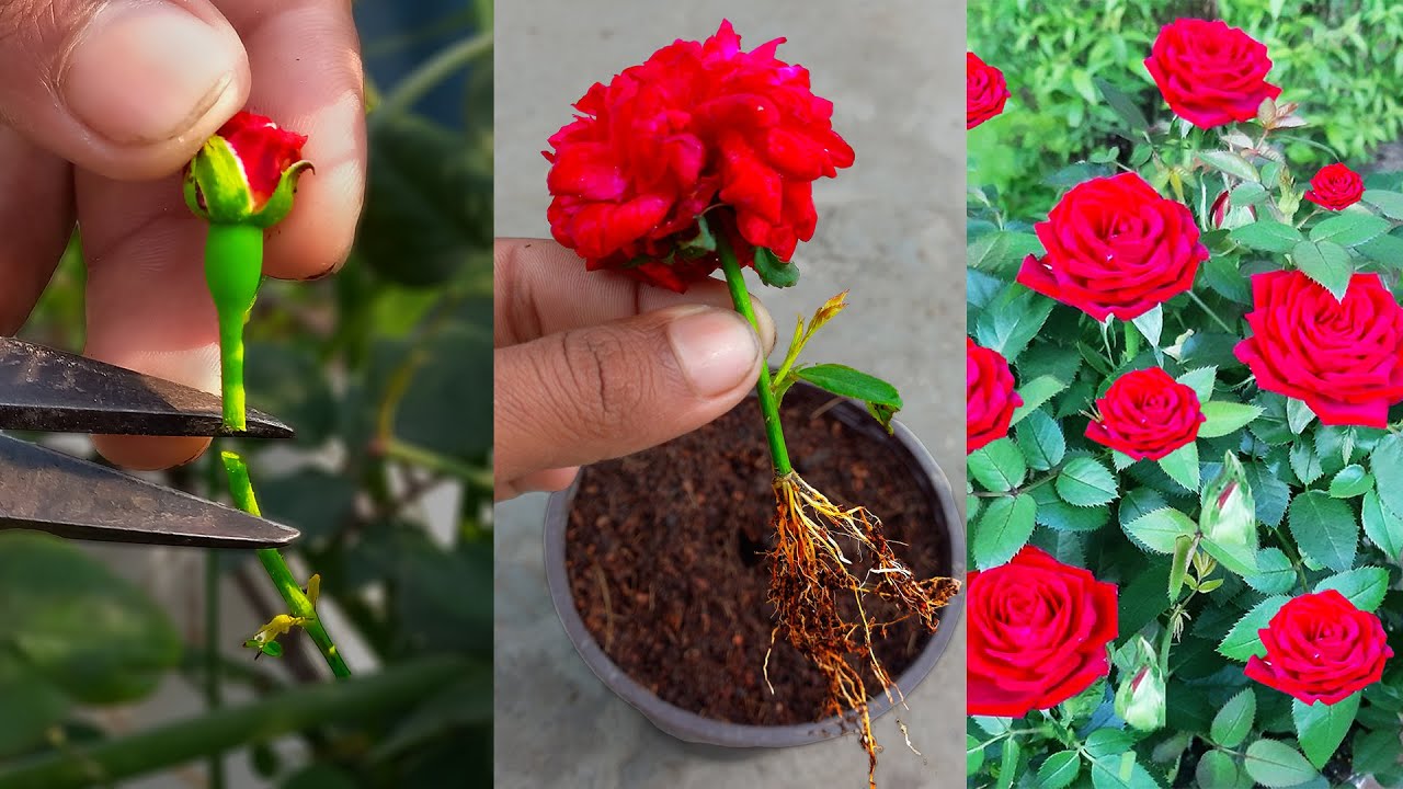 How To Growing Rose Tree From Rose Buds With Use Natural Hormone - YouTube