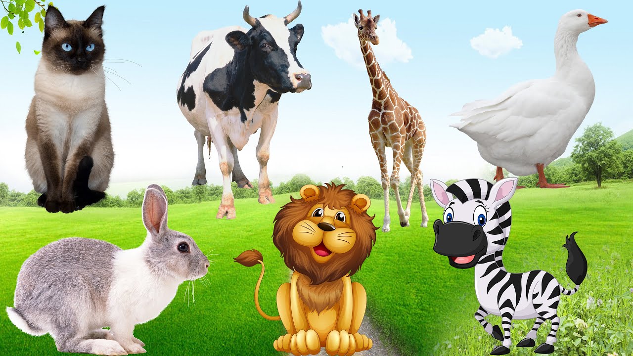 listen to the sound of the forest, learn about animals around us ...