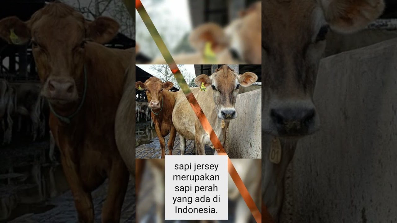 Sapi Jersey - YouTube