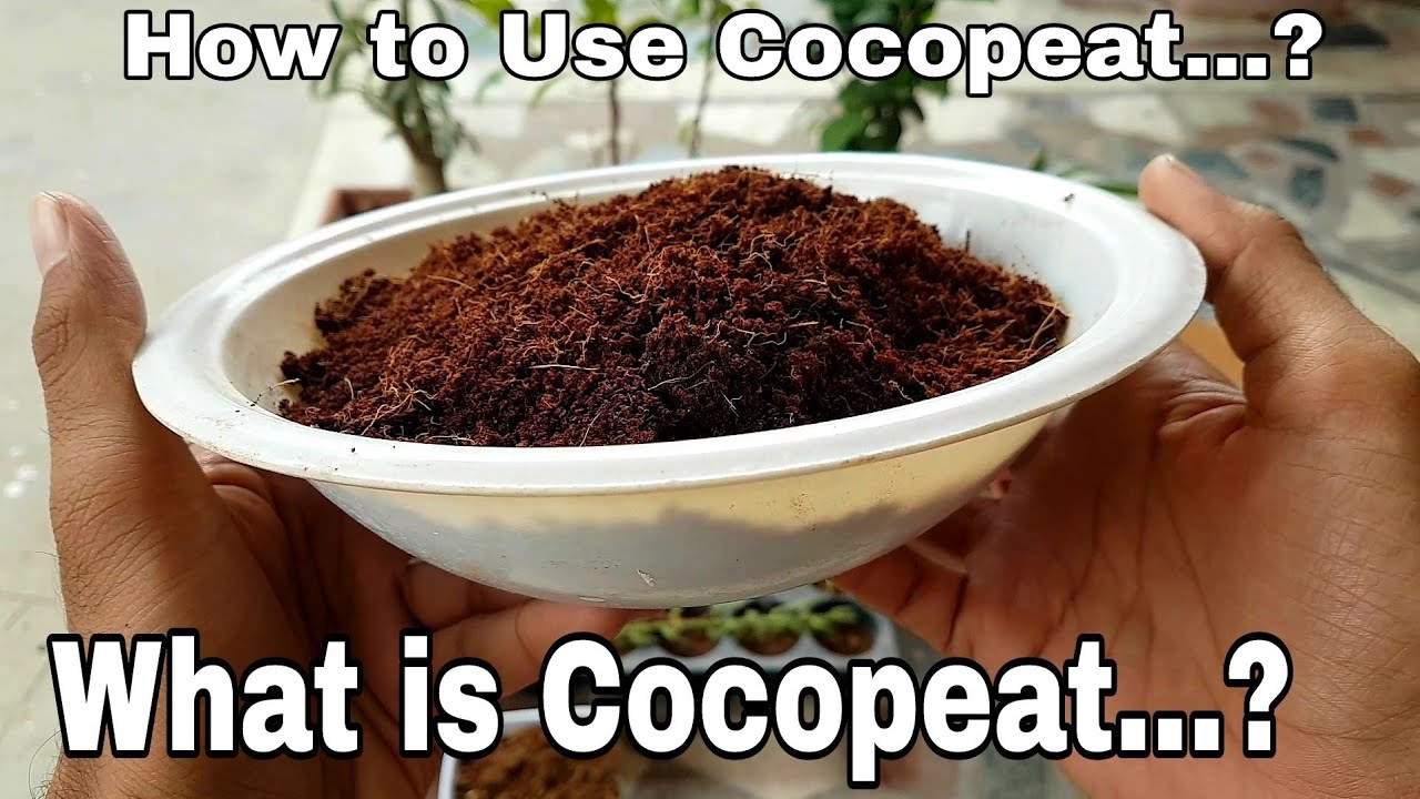 What Is Coco Peat How To Use Coco Peat In Gardening Cocopeat Uses what-is-coco-peat-how-to-use-coco-peat-in-gardening-cocopeat-uses