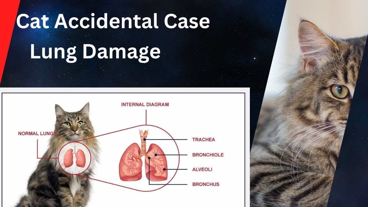 Cat Accident || Lung Damage || - YouTube