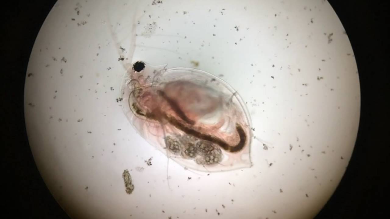 (Pregnant) Water Flea Heart Beating in Slow Motion - YouTube