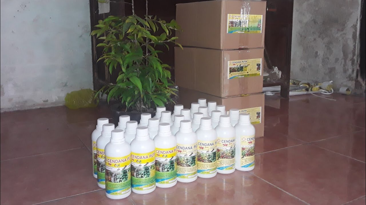 CENDANA PUTIH Tetap Jaya Jos Cepat Panen Hasil Meningkat 30 - 78 % ...