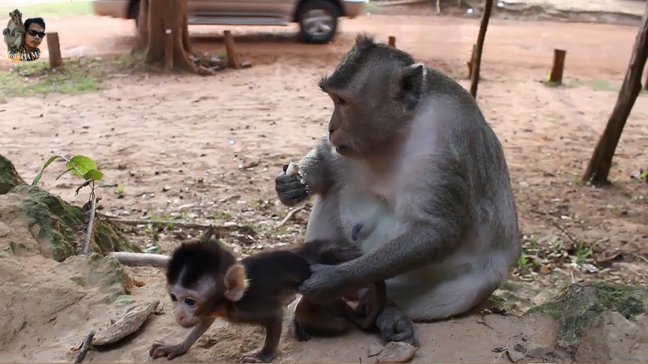 Cute Baby Monkey's Life With Mummy Eps-05 Daily Monkeys Man #389 - YouTube