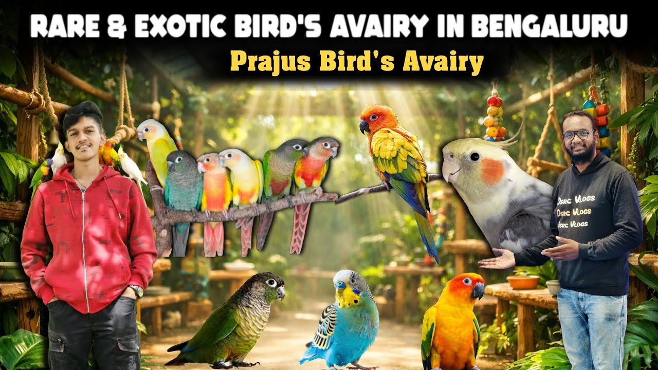 Rare & Colorful Budgies + Small Conures Collection 🦜 | Praju’s Aviary ...