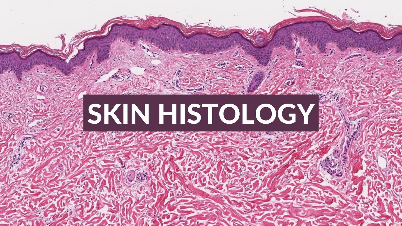 Skin Histology Made Easy - YouTube