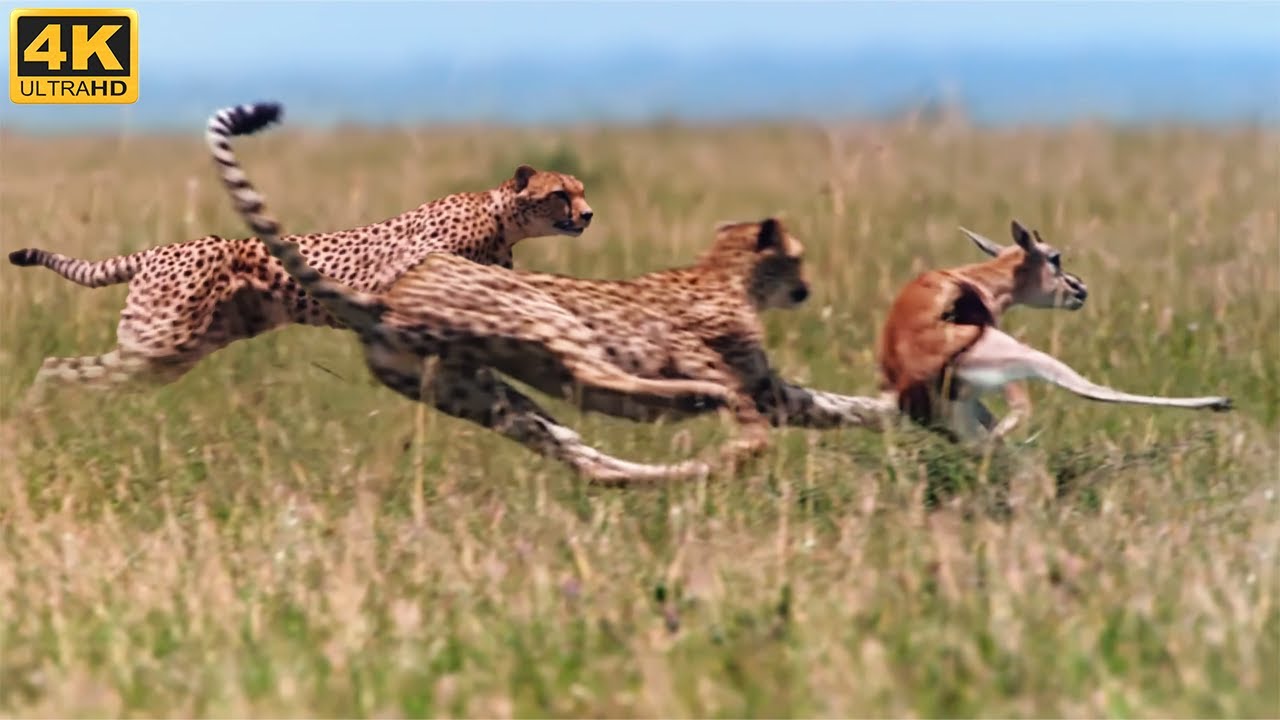 Savage Beauty: Real Life in the Wild 4K | Predator vs Prey Documentary ...