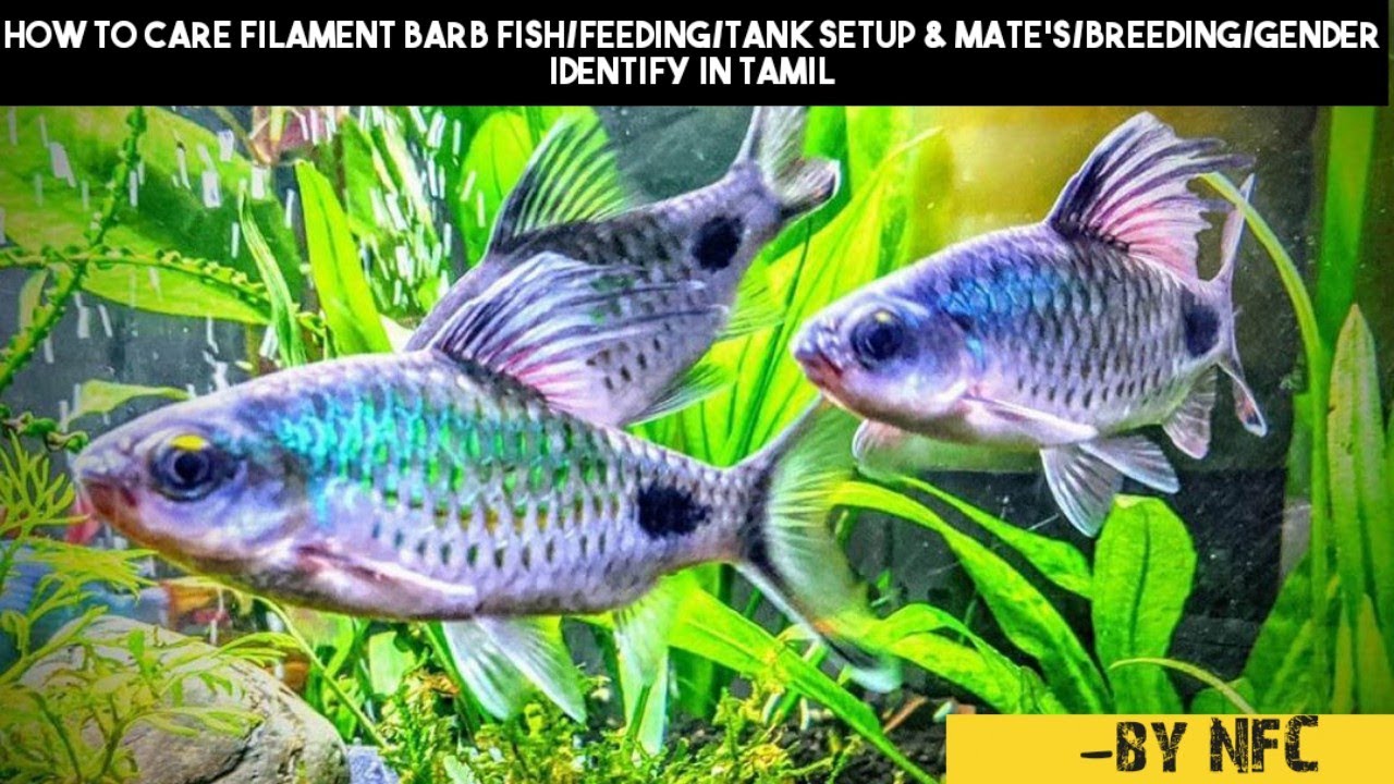 HOW TO CARE FILAMENT BARB FISH/FEEDING/TANK SETUP & MATE'S/BREEDING ...